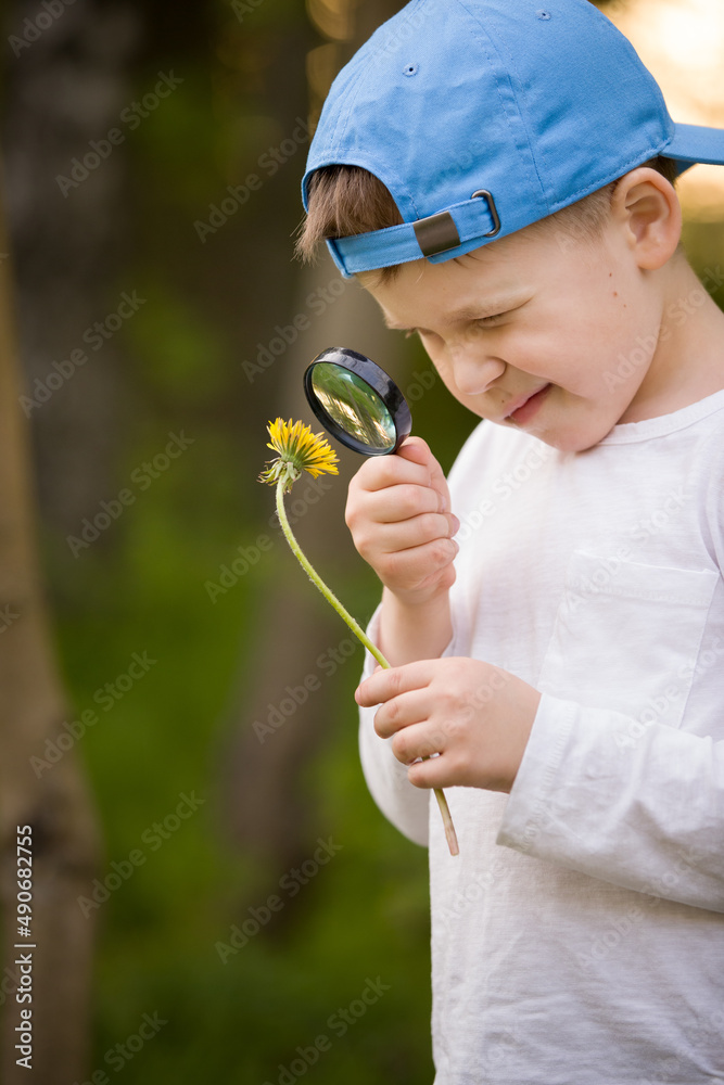 Adorable boy explore a flower with a magnifying glass on the open air lawn on a sunny day. The ...