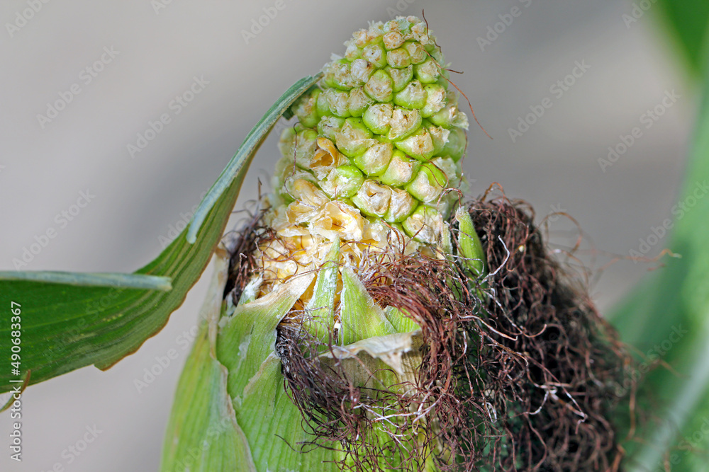 Corn, maize cob damaged by birds in a crop field. Stock Photo | Adobe Stock