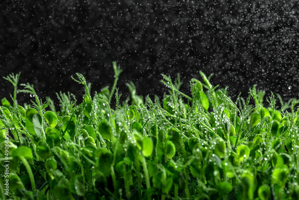 Peas micro greens sprouts close up. Pea green young tendril plants ...