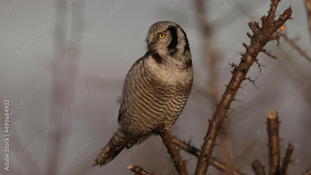 Misty evening. Hawk owl sunset, Surnia ulula, hidden in pine tree. Hawk ...