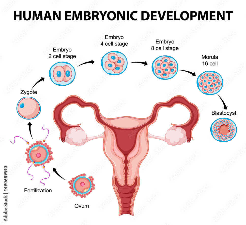 Human Embryonic Development In Human Infographic Stock Vector Adobe Stock