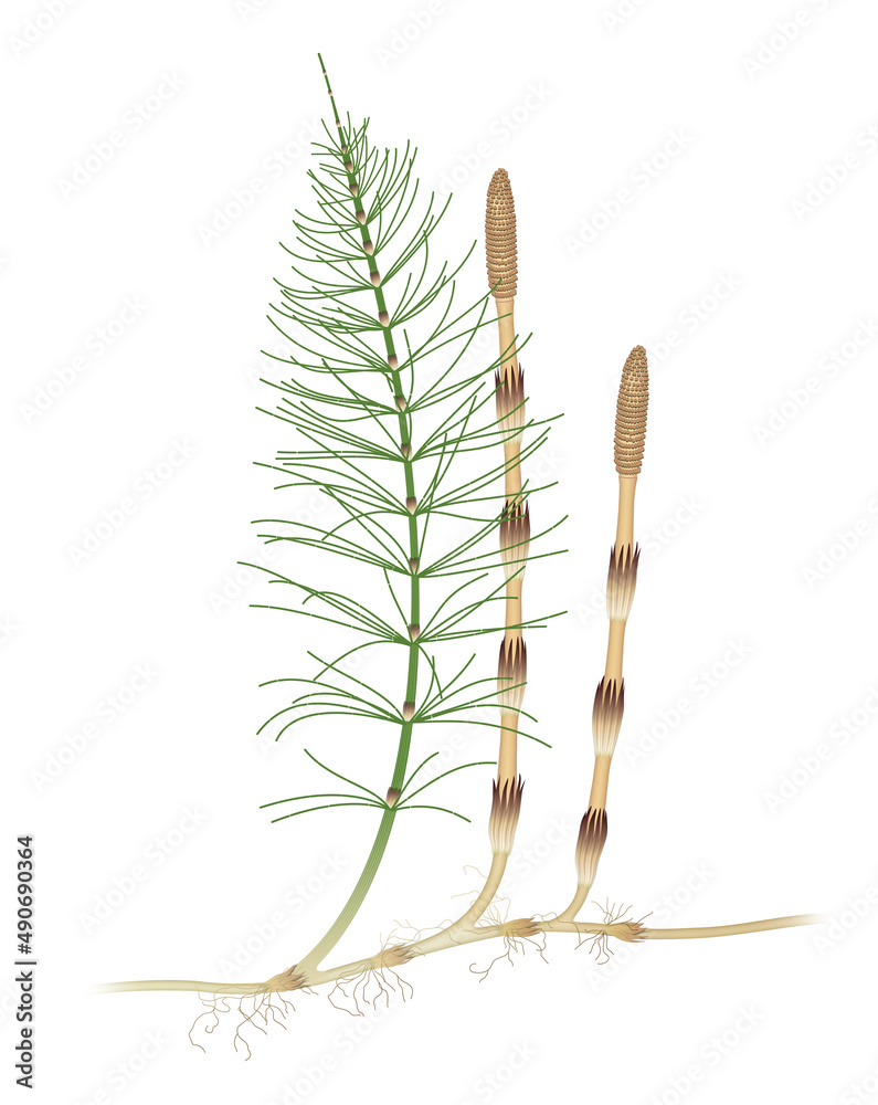 Poster Equisetum arvense, the field horsetail or common horsetail, is an herbaceous per – Wall ...