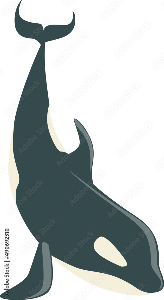 Black and White Orca or Killer Whale as Marine Mammal and Ocean Species ...