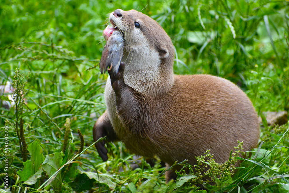A cute Asian small-clawed otter having a trout in its mouth. It has ...