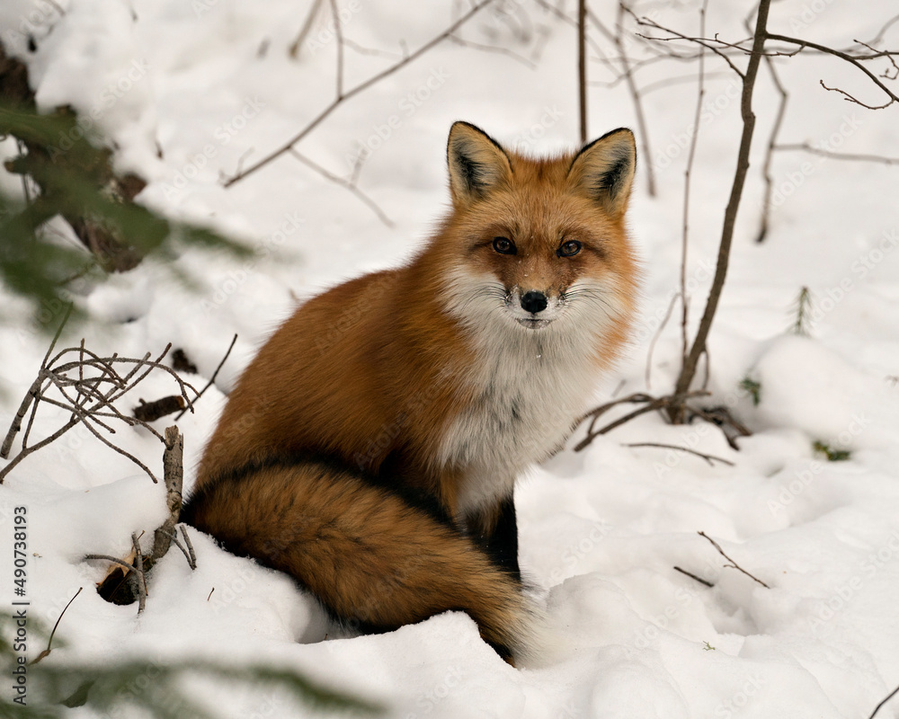 Fox In Snow Up Close