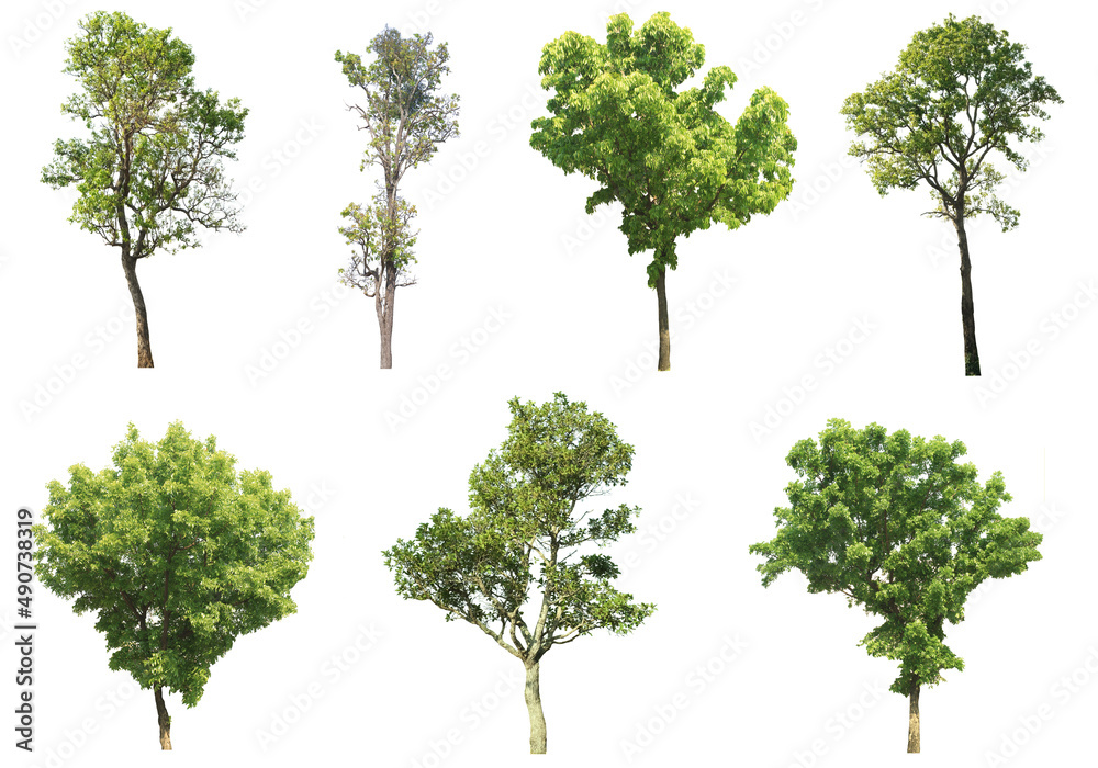 green tree side view isolated on white background for landscape and ...
