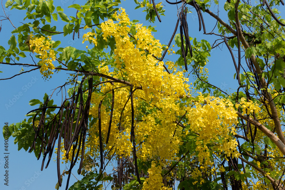 Golden shower tree ( Cassia fistula ) with yellow flower blossom, National flower of Thailand ...