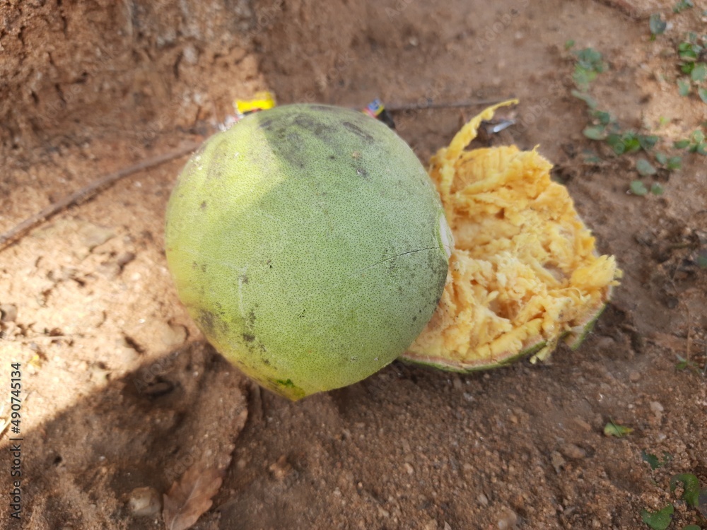Ripe Bael fruit. Aegle marmelos commonly known as Bael. Its other is ...