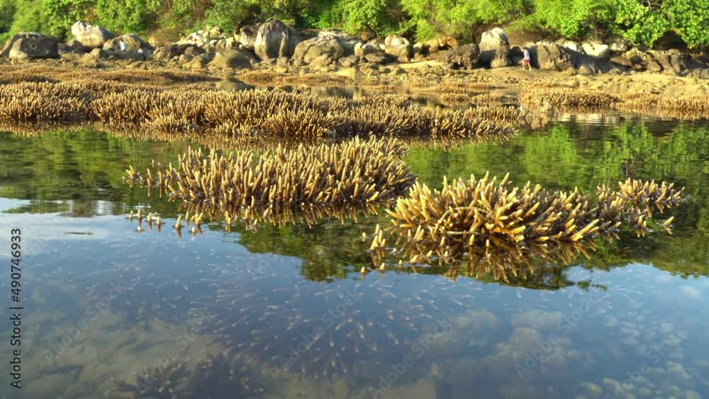 staghorn reef during low tide at dawn The water was rising and flooding ...