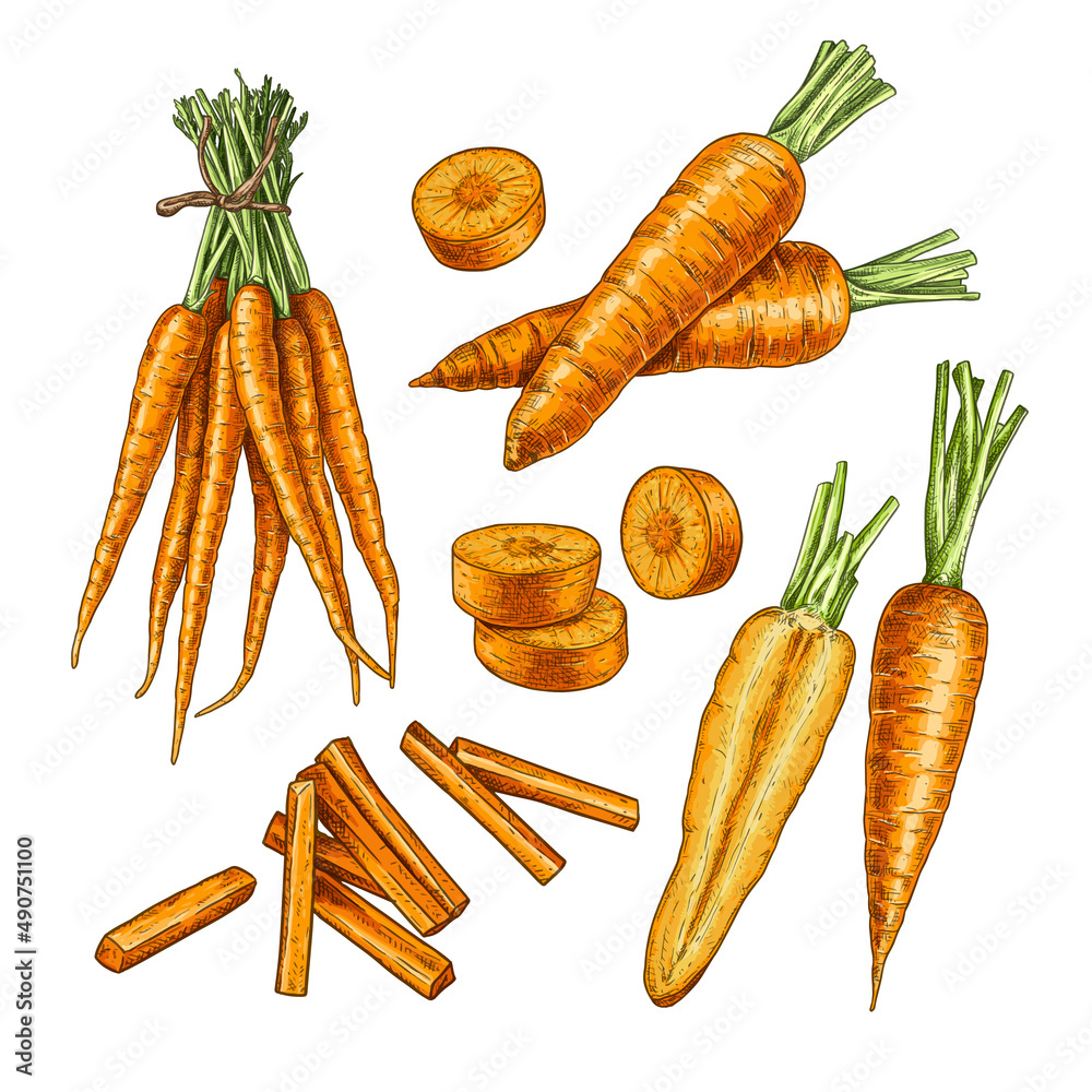 Hand drawn carrot. Set sketches with carrot bunch, whole and cut in ...