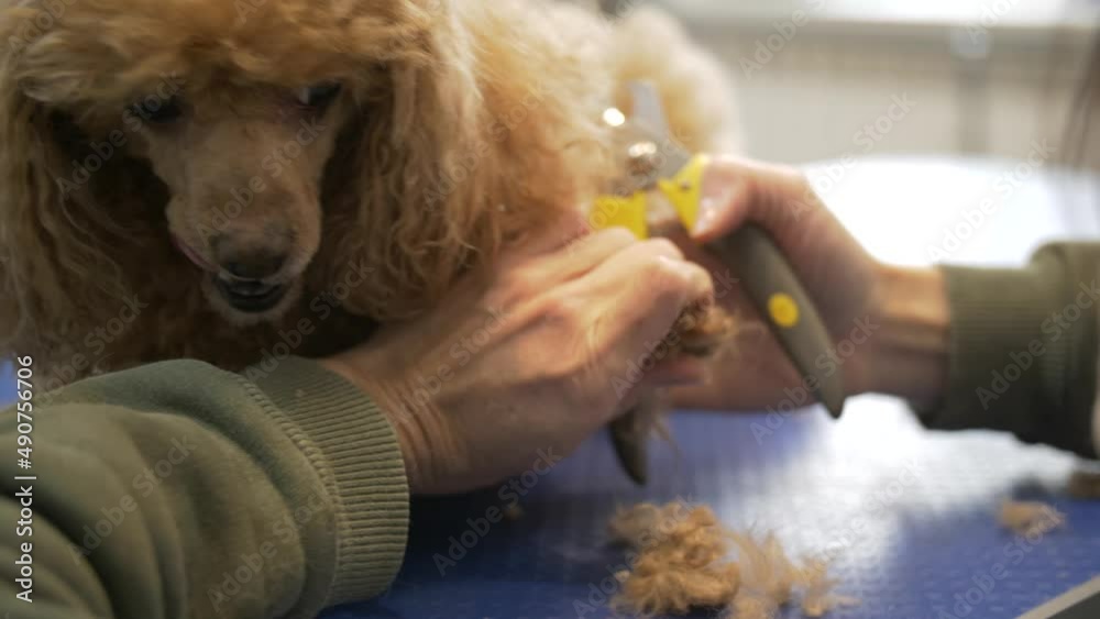 Woman's hands cut the dog's claws with a special tool in a pet grooming ...