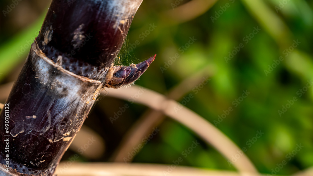Black Sugarcane field or Black sugar cane field is a species of tall ...