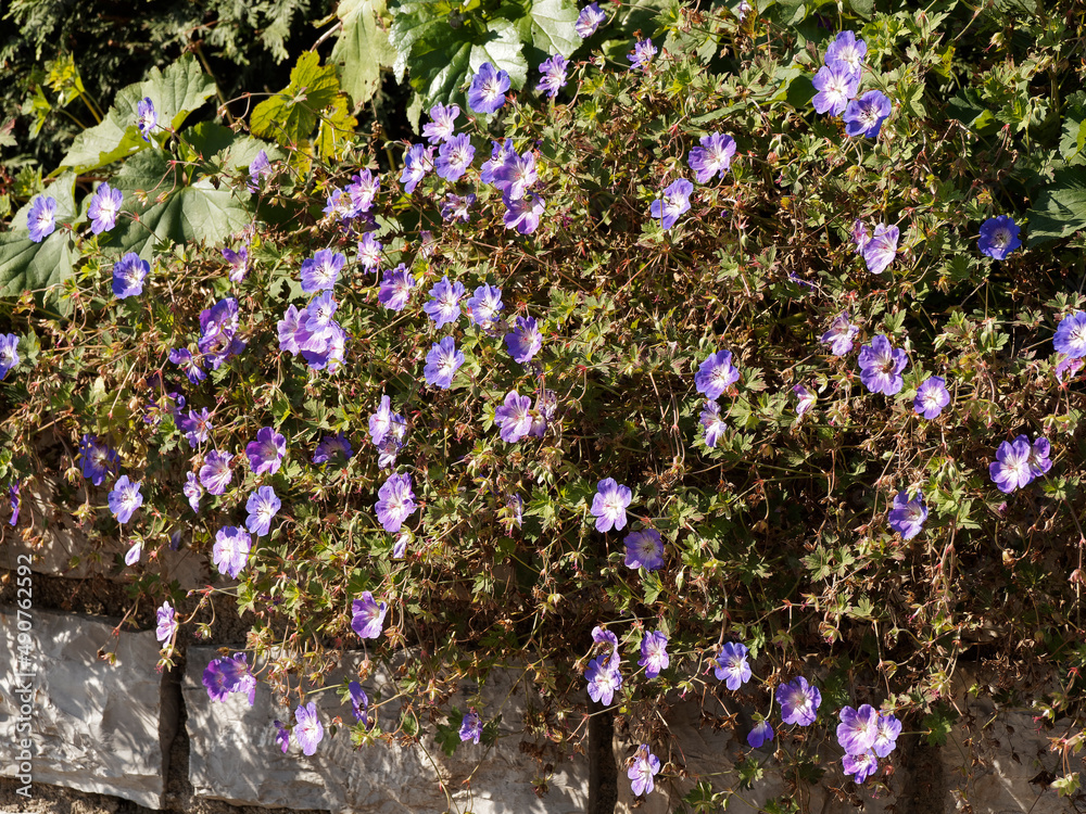 Jolie jardinière de Geranium wallichianum 'Rozanne' , aux grandes ...