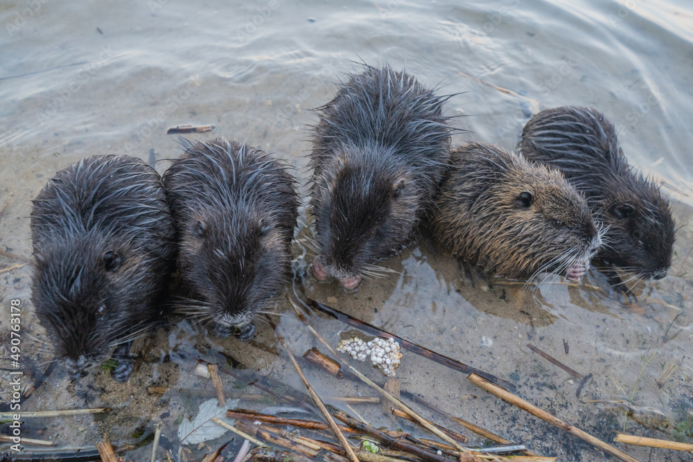 Nutria, auch Biberratte, Wasserratte oder Sumpfbiber genannt, leben in ...