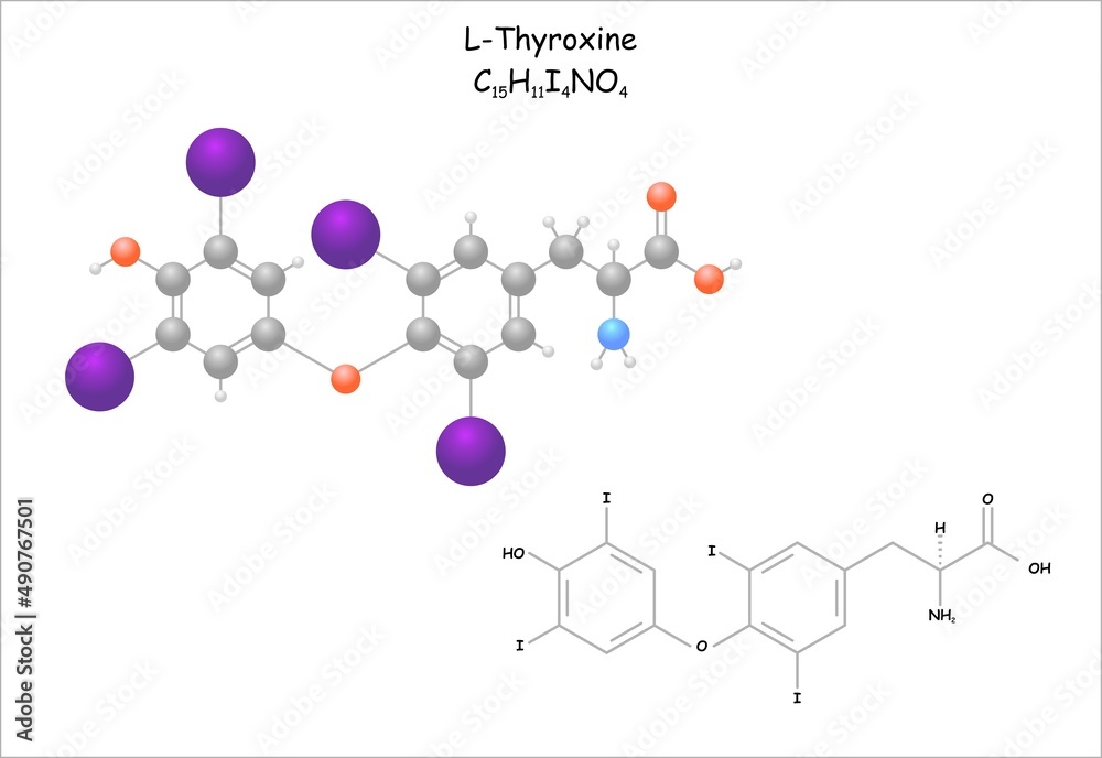 Molecule model and skeletal formula of the thyroid hormone L-Thyroxine ...