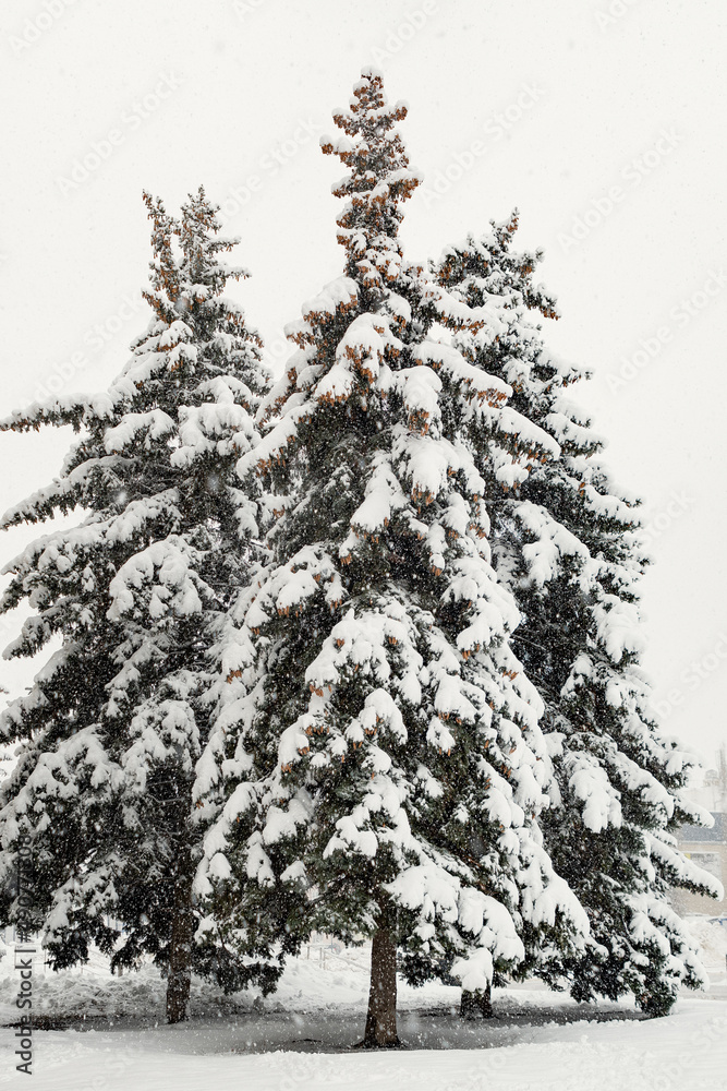 Three huge fir trees, with thick branches and thick needles, covered ...
