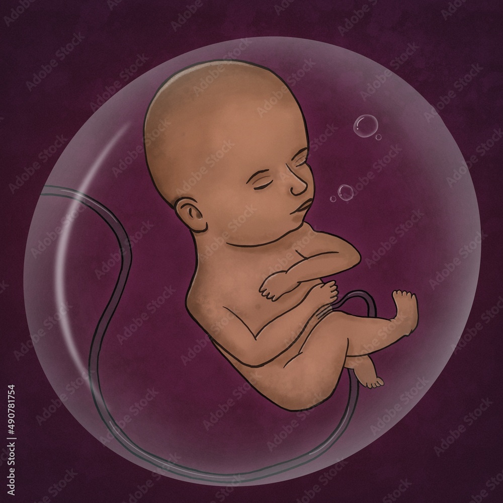 Human fetus inside the womb, illustration Stock Illustration | Adobe Stock