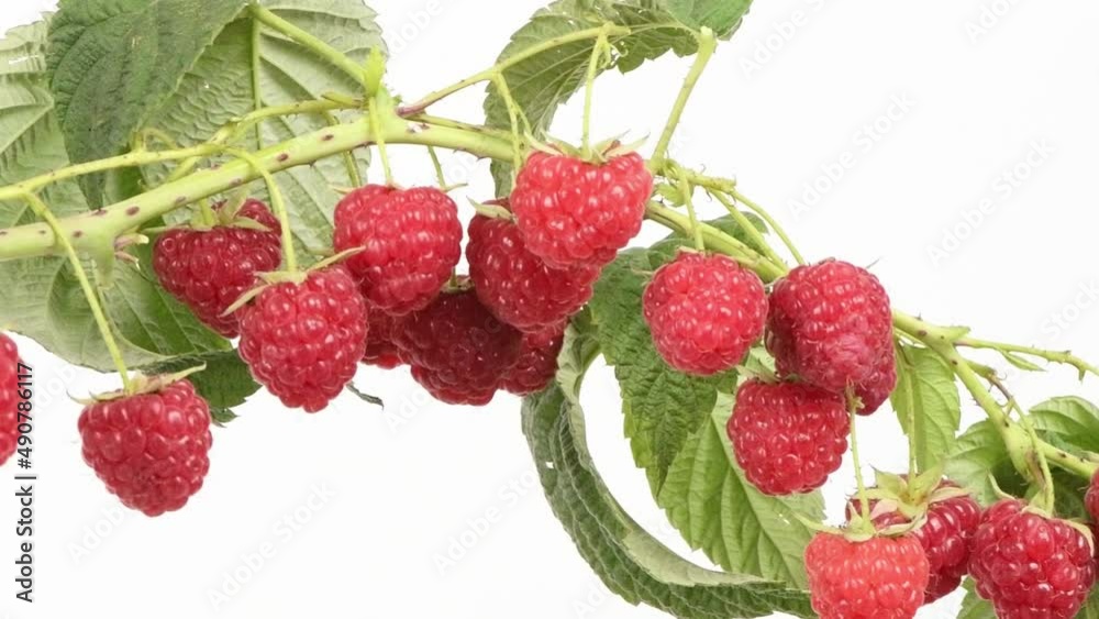 Raspberry branch on white. Movement from left to right. Side view. 4K ...