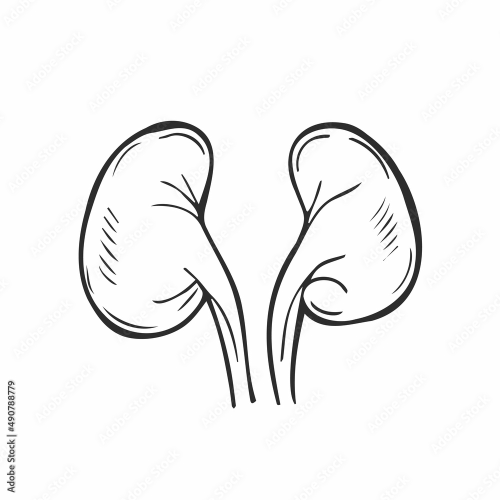 Kidneys hand drawn outline doodle icon. Kidney transplant and kidney ...