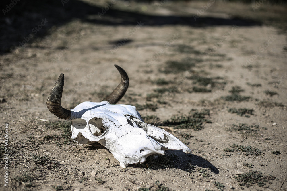 Skeleton of the head (skull) of a horned cow on dry ground from the ...