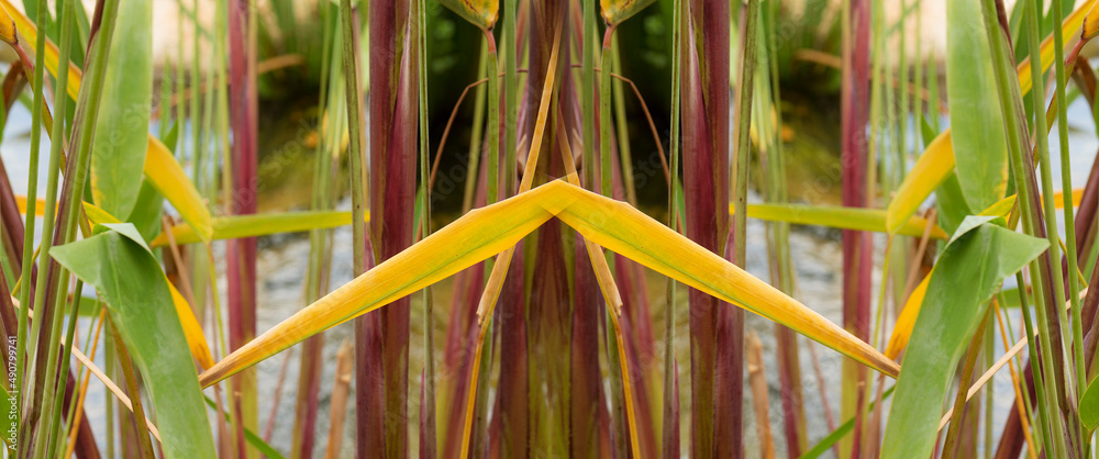 Capim talo rosa com folha verde e amarelada. São Paulo, Brasil. foto de ...