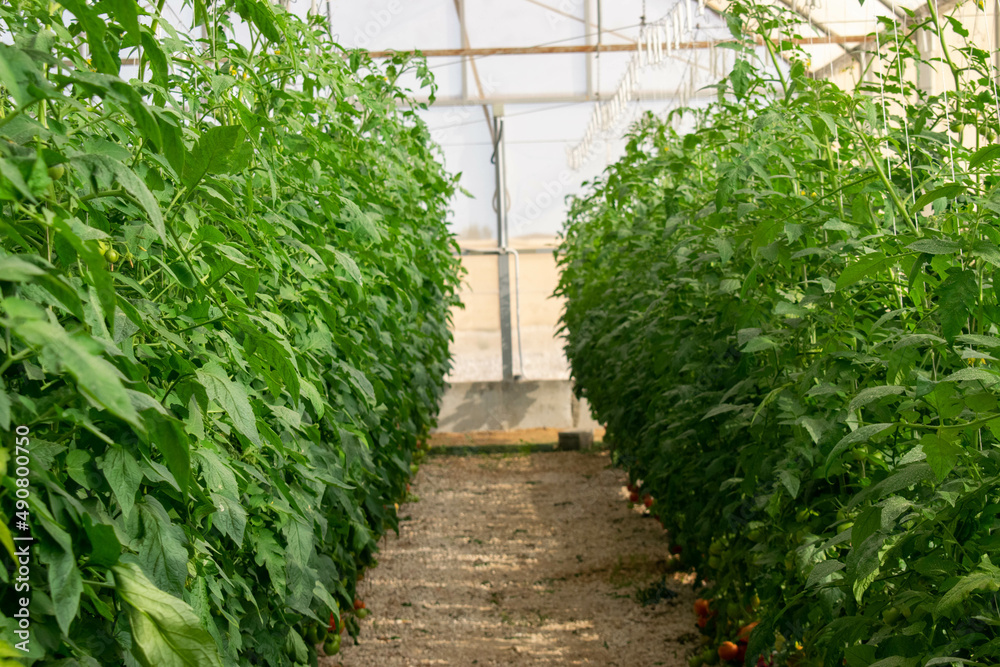 Tomato plants inside a greenhouse on a farm in Doha, Qatar Stock Photo ...