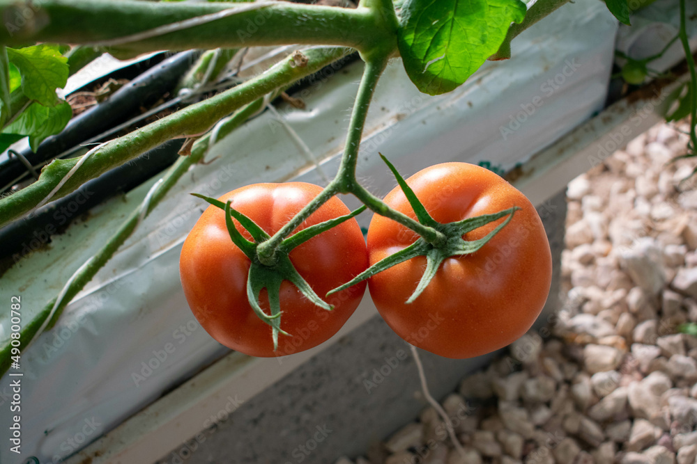 Two red tomatoes hanging from branches inside a greenhouse on a farm in ...