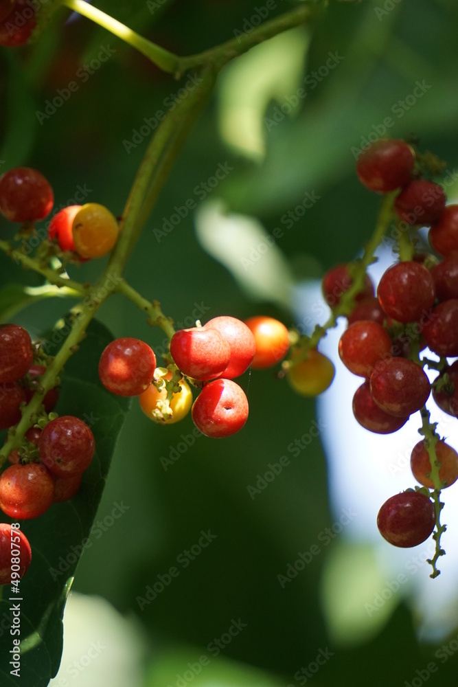 Antidema thwaitesianum (Also called Buah Buni) on the tree. Antidema ...