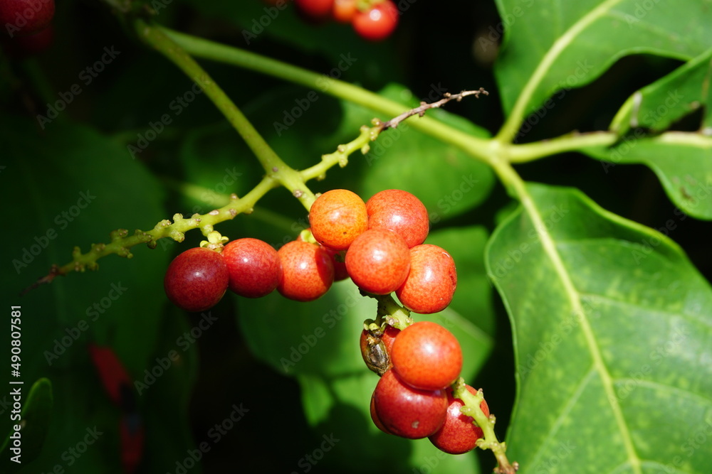 Antidema thwaitesianum (Also called Buah Buni) on the tree. Antidema ...