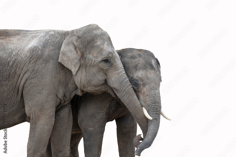 Elephant couple. The Asian elephant is the largest land mammal on the ...
