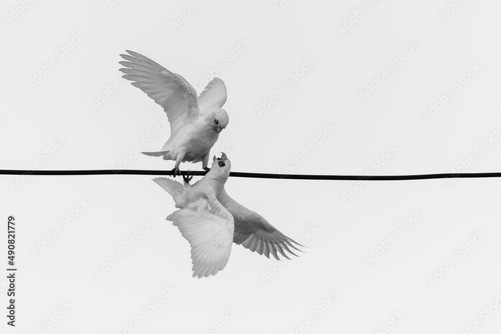 Two Corella parrots playing of a powerline - Cacatua sanguinea Stock ...