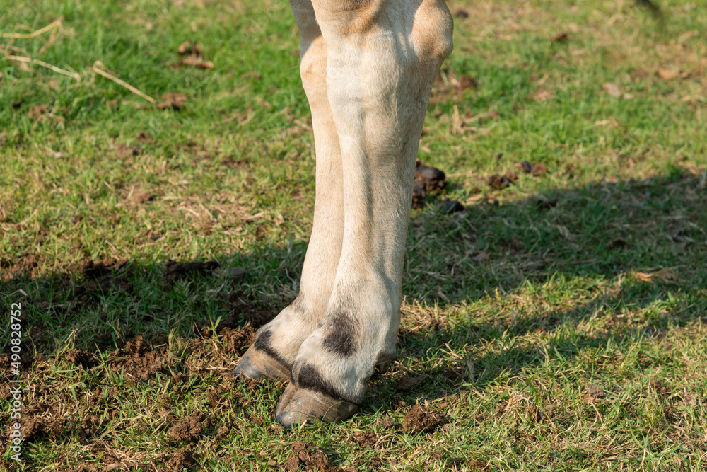 Cow's legs on the farm, The legs of a cow standing, Cow's legs , Four ...