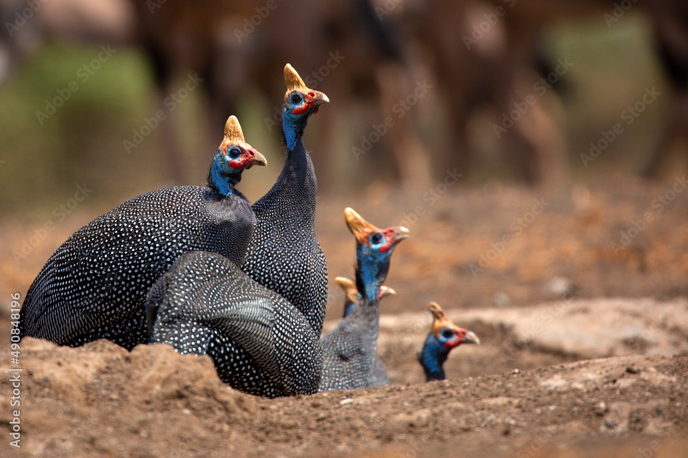 The helmeted guineafowl is the best known of the guineafowl bird family ...