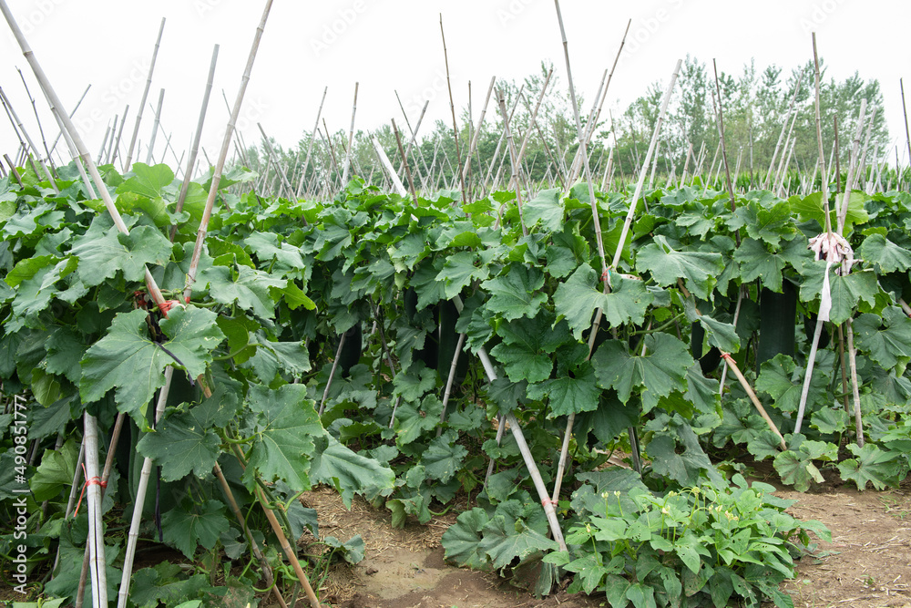 The fruit of Winter melon, White gourd, Ash gourd in the vegetable ...