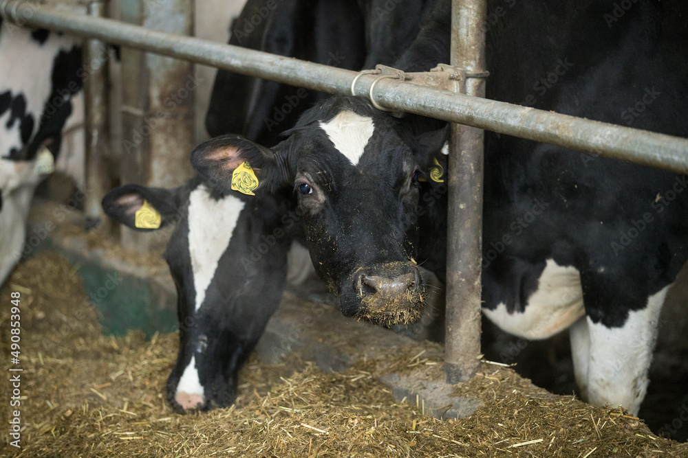 Calves, young animals of both sexes under the age of one year. Young ...