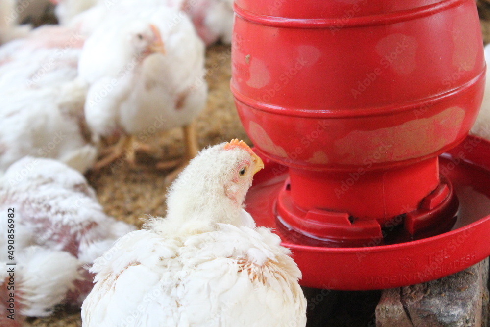 Foto de Broiler chicken drinking water in a farm do Stock | Adobe Stock
