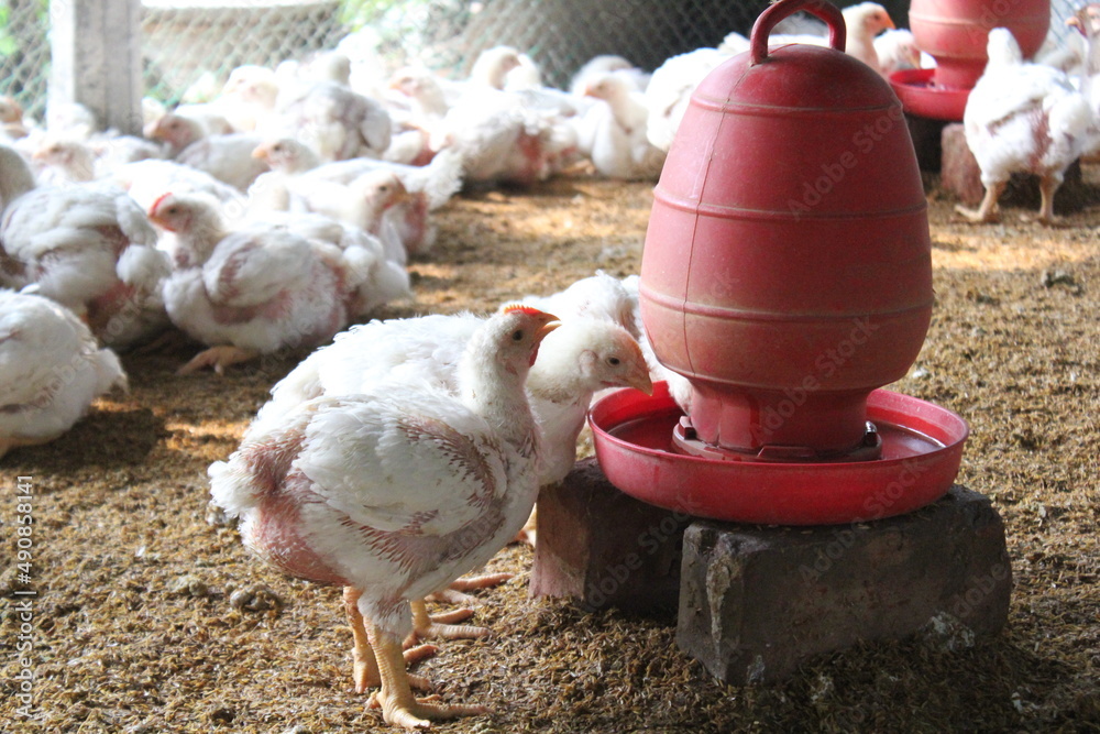 Broiler chicken drinking water in a farm Stock Photo | Adobe Stock
