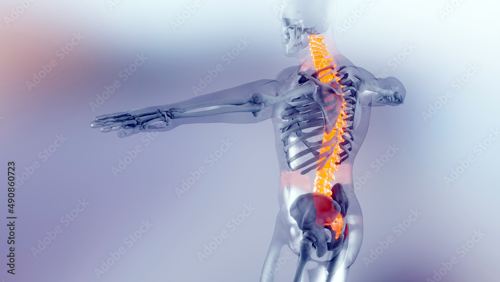 Spinal Cord Vertebral Column Cervical Vertebrae of Human Skeleton ...