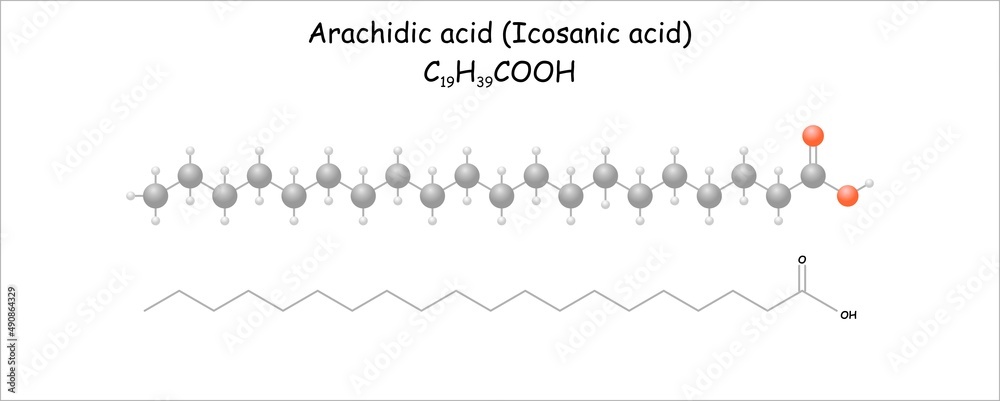 Stylized molecule model/structural formula of arachidic acid (icosanic ...