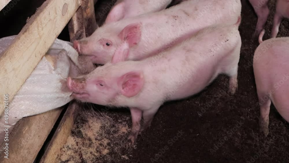 Piglets on a farm indoors. Breeding pigs for meat, pig breeding ...