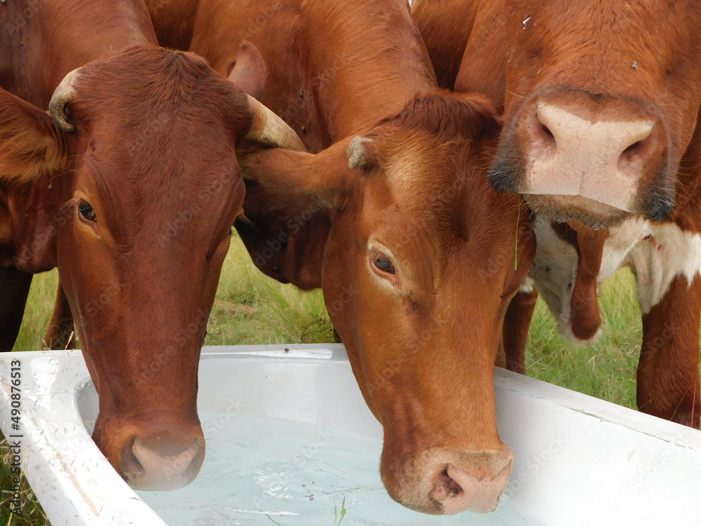 Closeup view of three brown horned cows with white patches, facing the ...