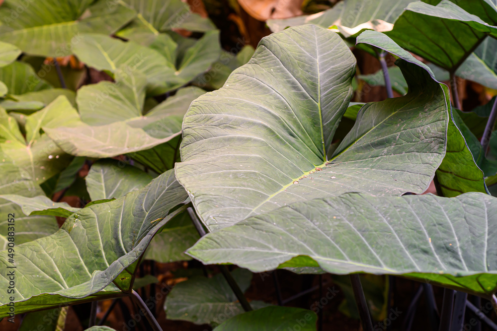 COLOCASIA ESCULENTA, COMMONLY KNOWN AS THE ELEPHANT EAR PLANT WHICH HAS ...