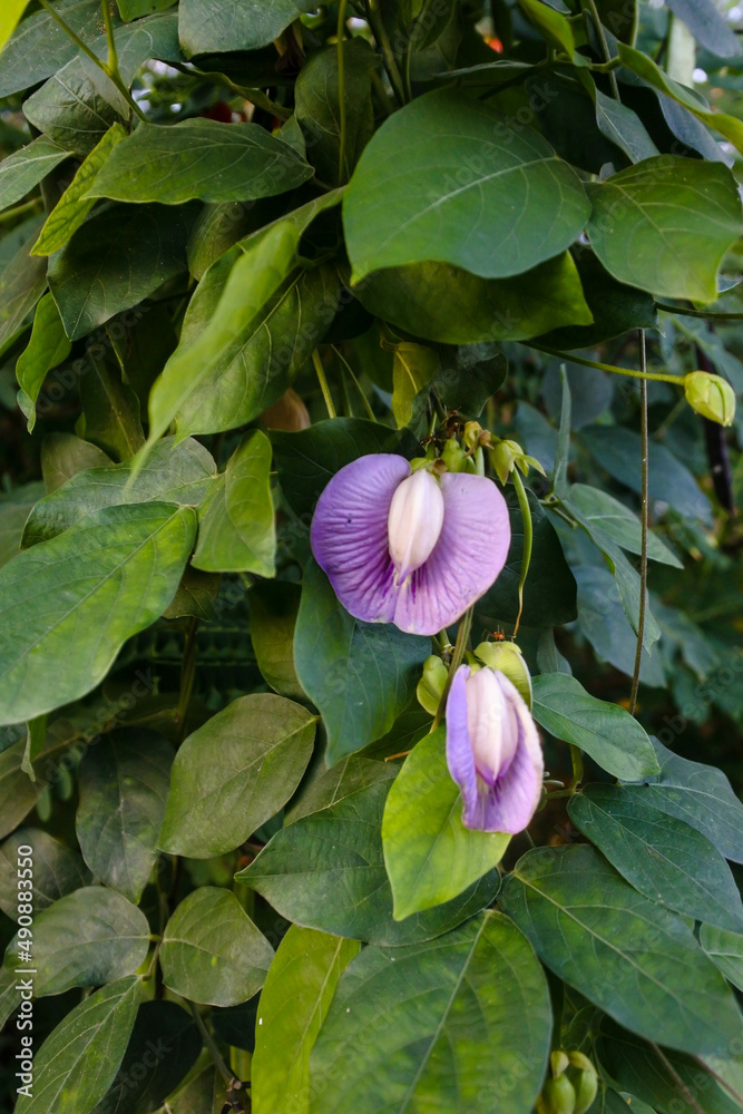 Centrosema pubescens flower or commonly called Flor de conchitas in ...