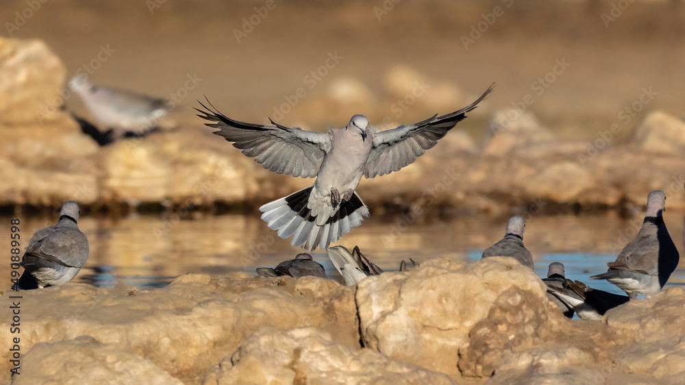 One cape turtle dove in flight coming in to land at a waterhole in the ...