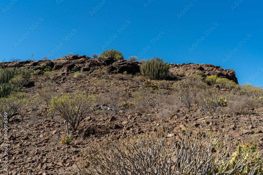 ravine and cliffs of the Canary Islands with native plants and flowers ...