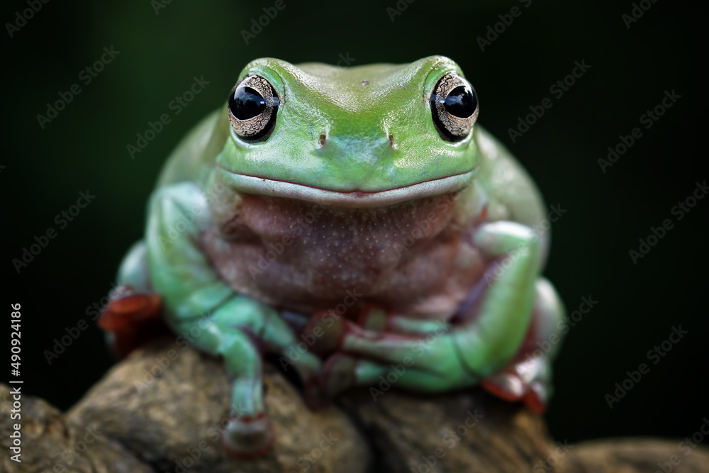 green tree frog face close-up Stock Photo | Adobe Stock green tree frog face close-up Stock Photo | Adobe Stock