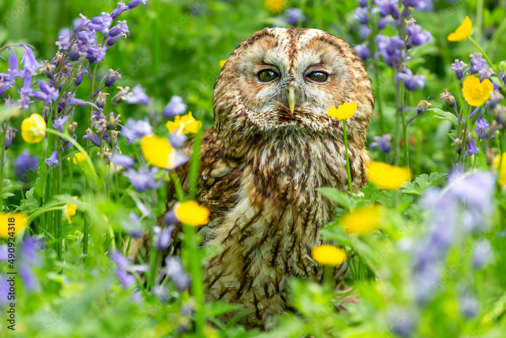 Tawny Owl facing forward in colourful woodland flowers including ...