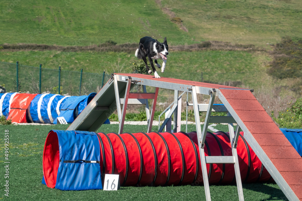 prueba de agility con un border collie Stock Photo | Adobe Stock