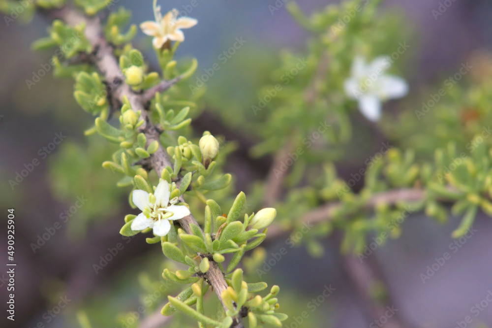 Flores silvestres de la quebrada de Humahuaca Stock Photo | Adobe Stock