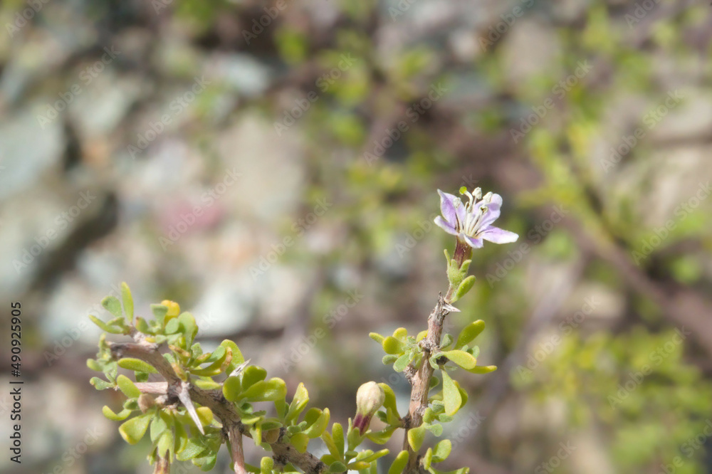 Flores silvestres de la quebrada de Humahuaca Stock-Foto | Adobe Stock